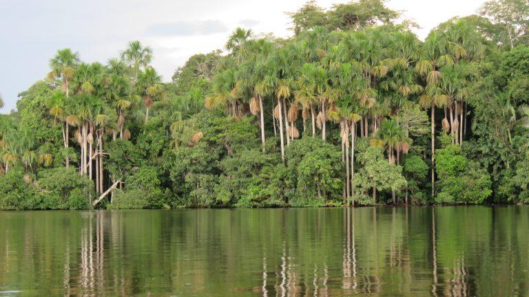 EL AGUAJE: EL FRUTO REY DE LA AMAZONÍA PERUANA — NUA Productos ...